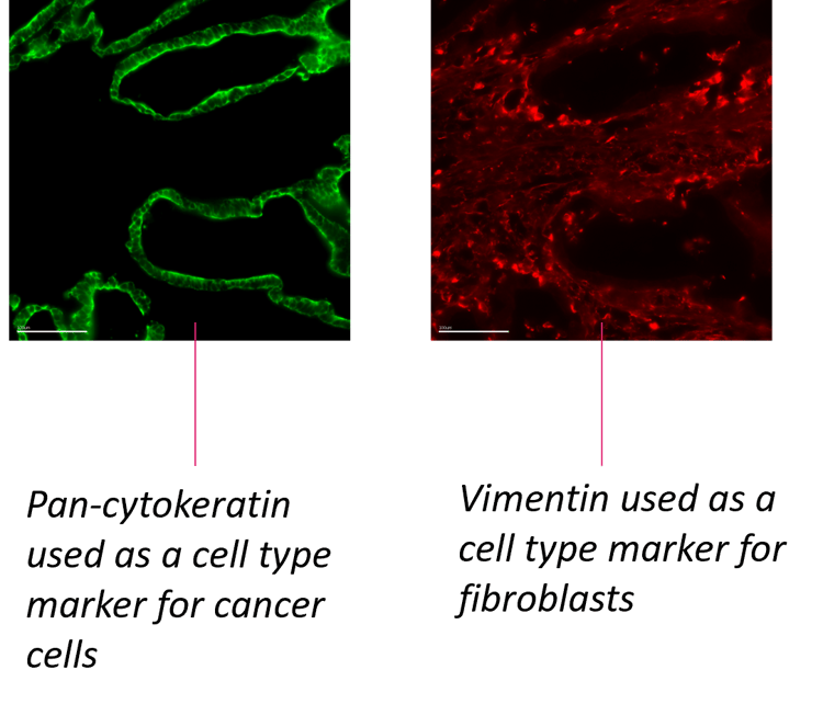 Vizgen MERSCOPE Protein Co-Detection Vizgen MERSCOPE Protein Co-Detection